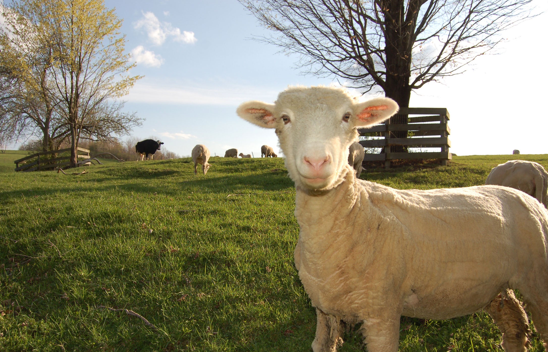 Animals On The Lam b Photo 1 Pictures CBS News animals-on-the-lam-b-photo-1-pictures-cbs-news