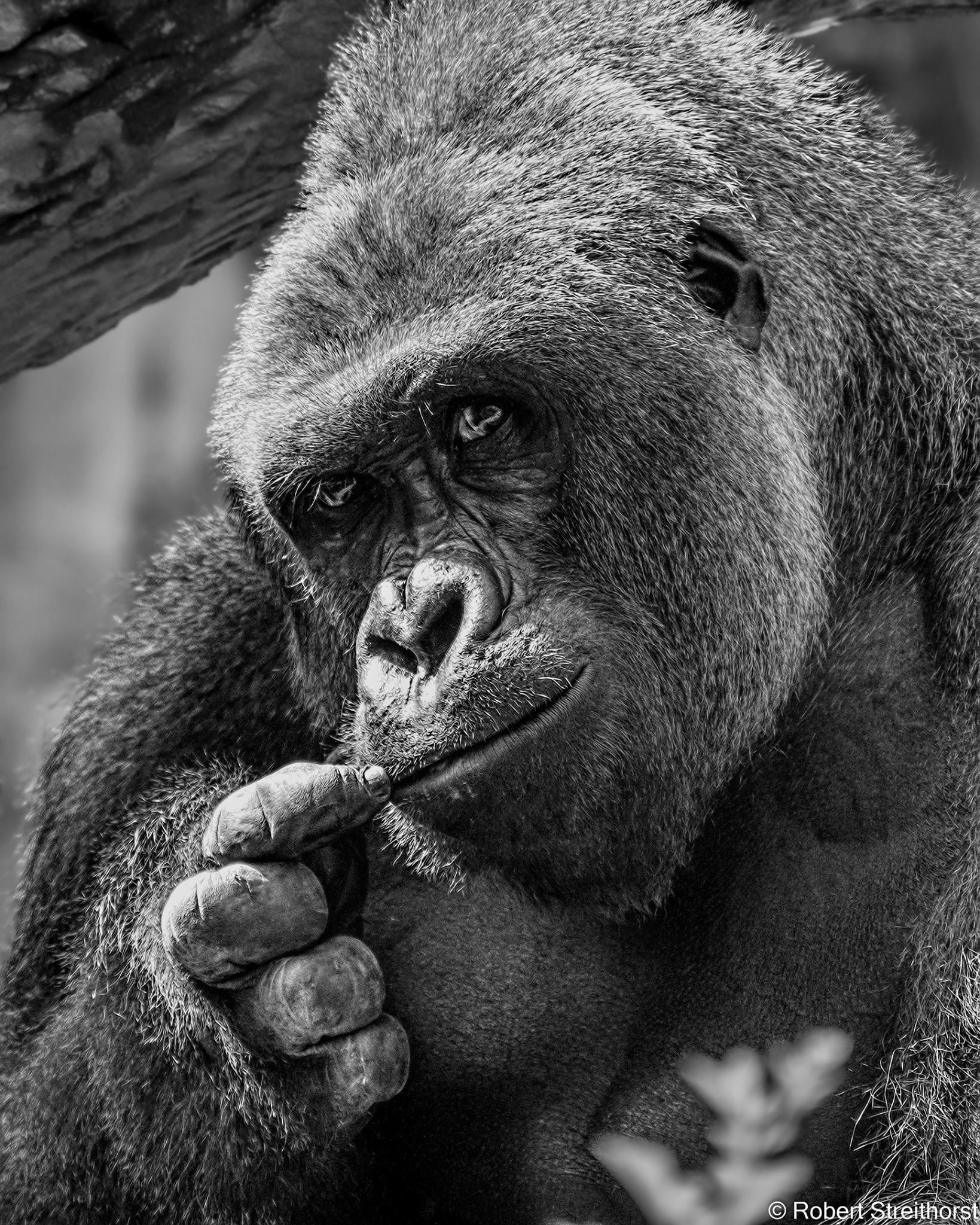 Harambe Harambe Pictures CBS News