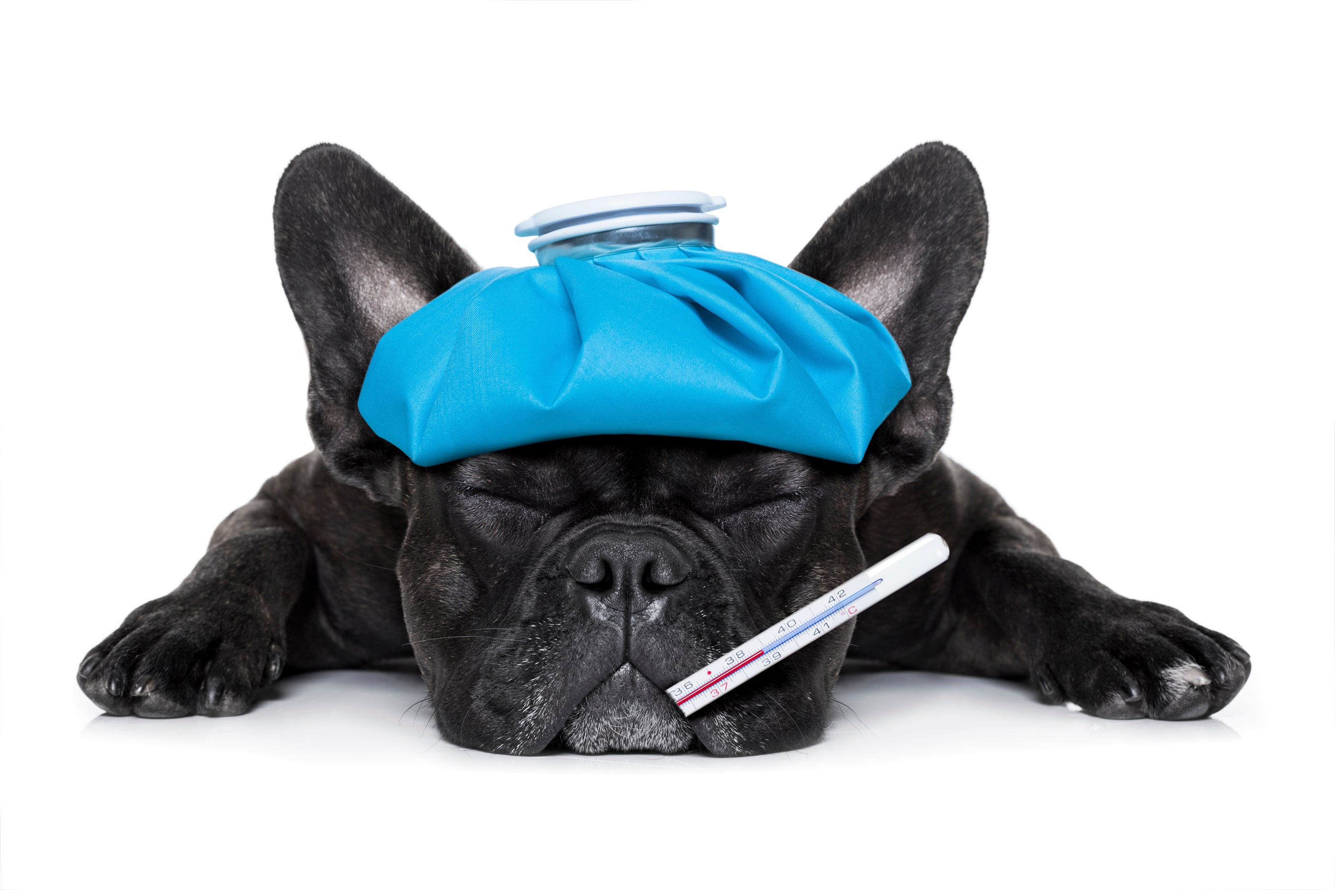 10 Common Pet Health Problems And How Much They Cost CBS News 10 Common Pet Health Problems And How Much They Cost CBS News