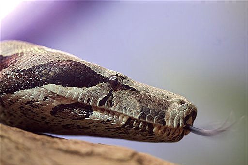 Boa constrictor bites 8-year-old boy in South Carolina - CBS News
