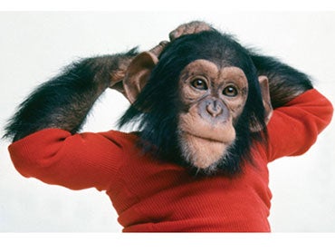 Documentary Tells Tale of Chimp Raised as Human - CBS News