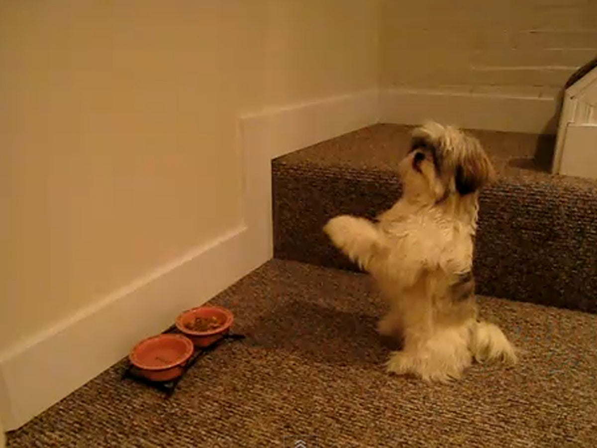 Adorable: Dog prays for other dogs before eating - CBS News