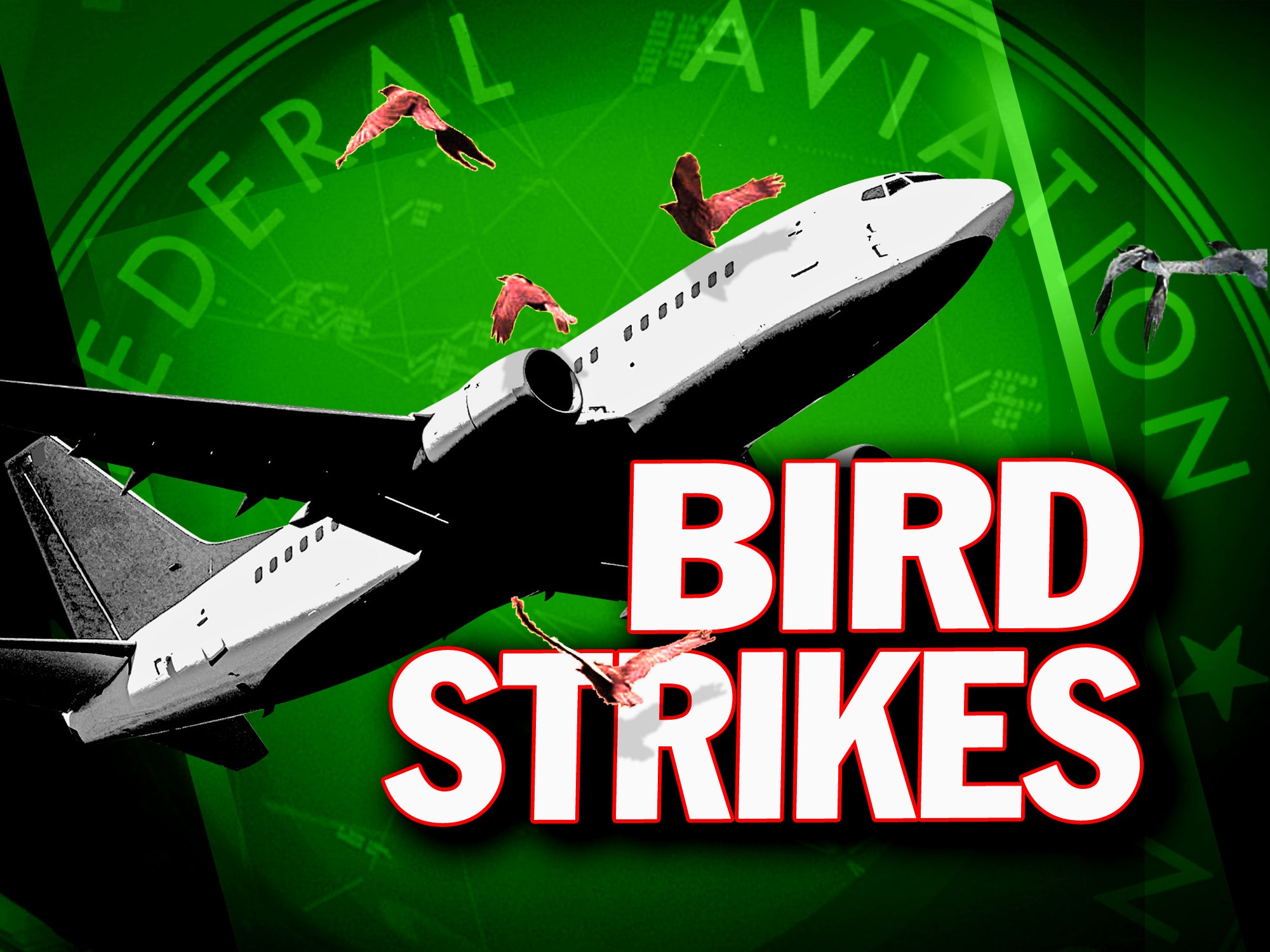 Bird strikes force 2 emergency landings in U.S. - CBS News