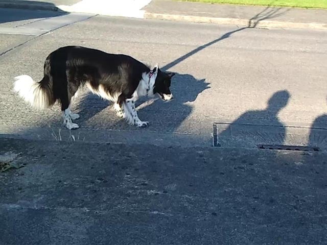 Confused dog would be great shadow boxer - CBS News