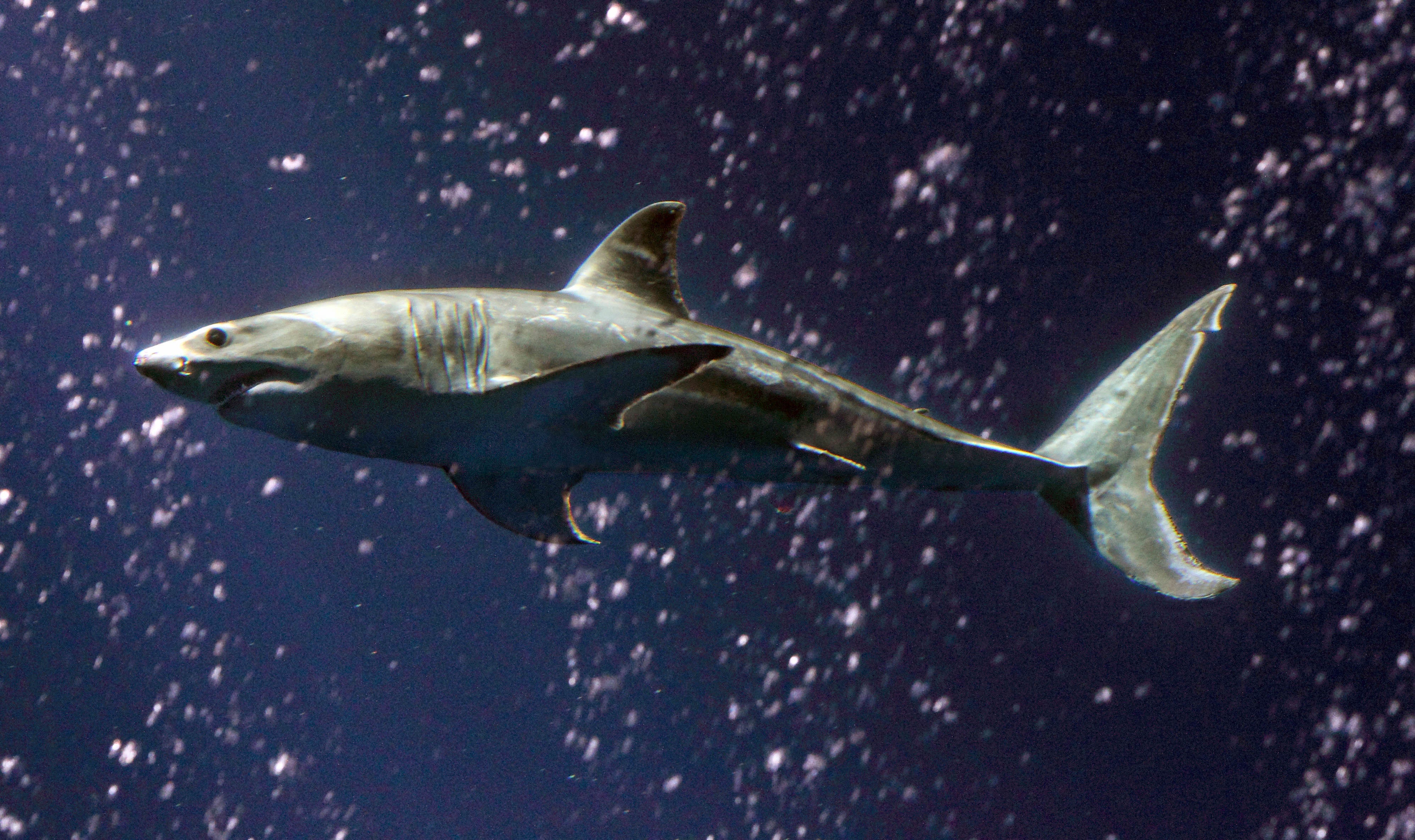 Fatal shark attacks see spike in 2011 - CBS News