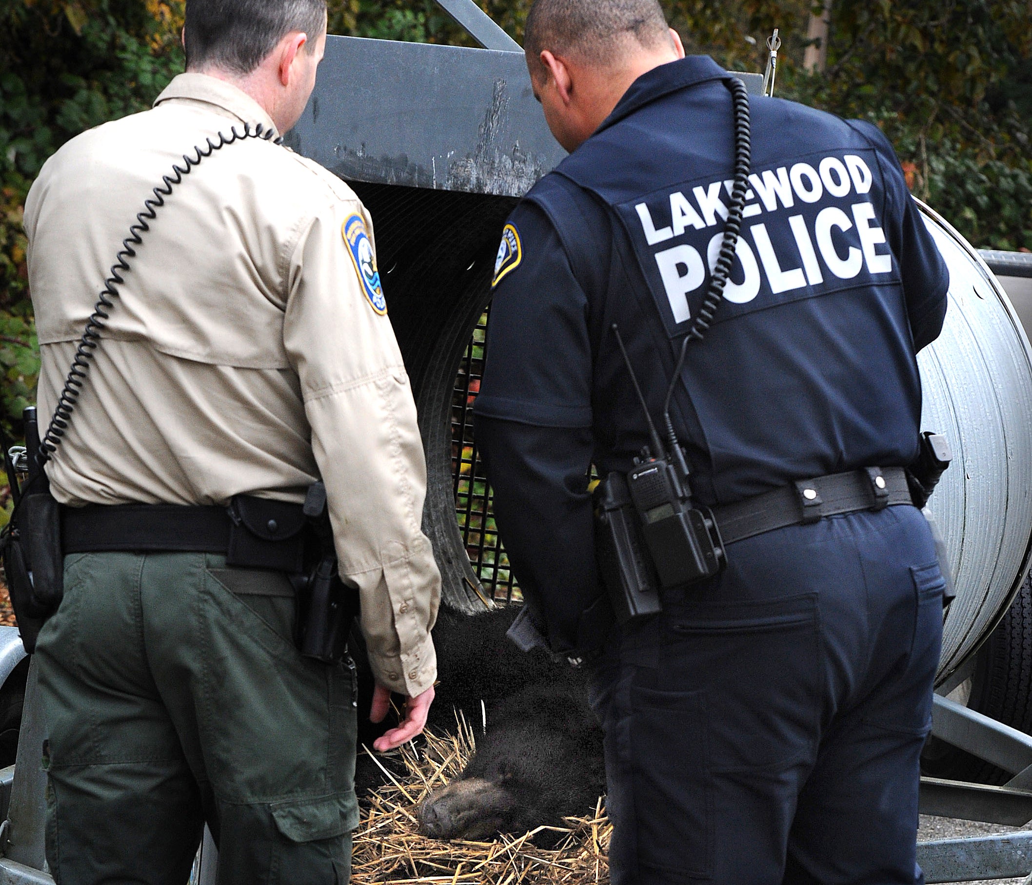 Bear tranquilized after stroll through schoolyard - CBS News