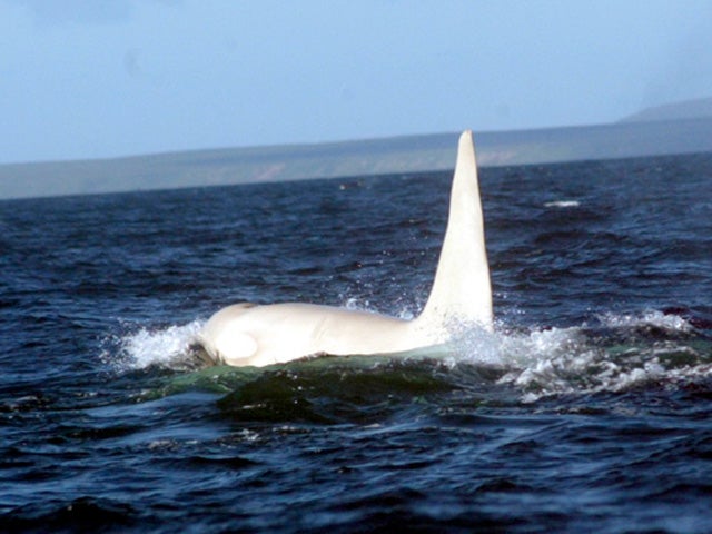 First ever adult all-white orca whale sighted in the wild - CBS News