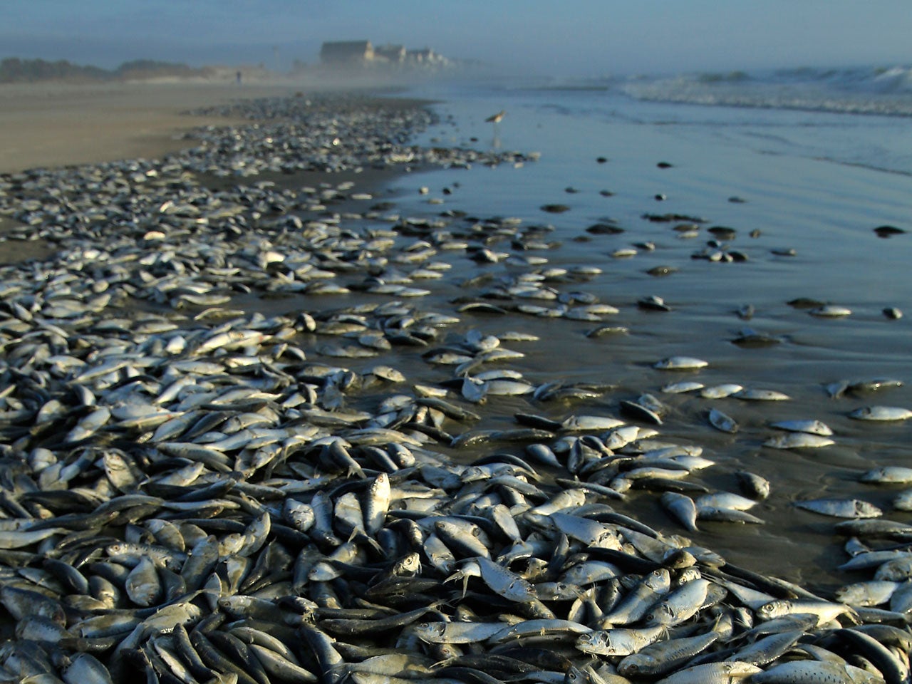 Thousands Of Dead Fish Wash Ashore In S C Photo 1 Pictures CBS News