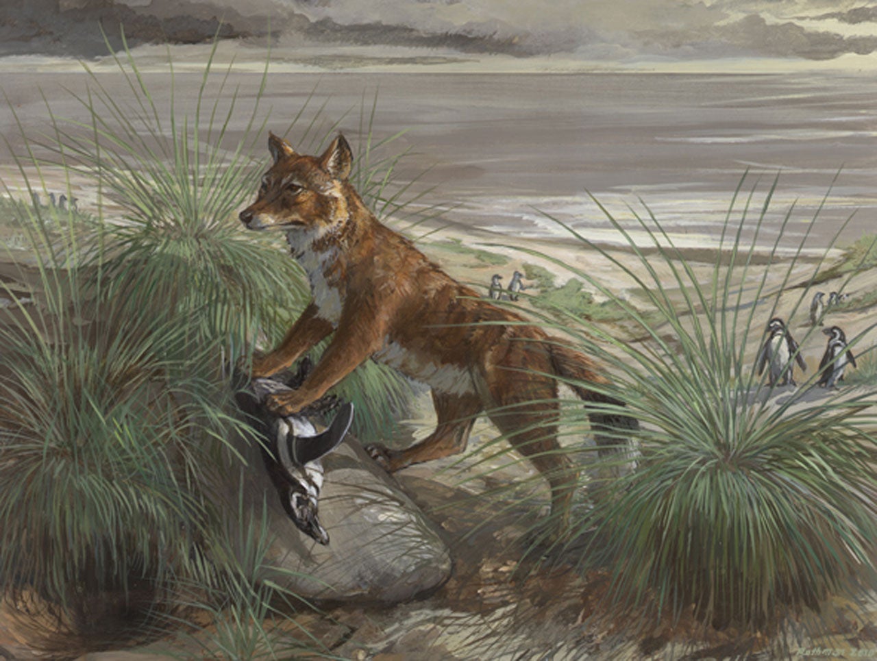 Falkland Islands wolf: Scientists solve 320-year-old mystery - CBS News