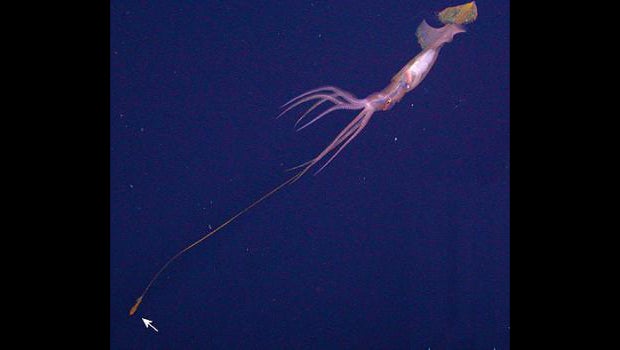 Deep-sea squids' tentacle tips swim on their own - CBS News
