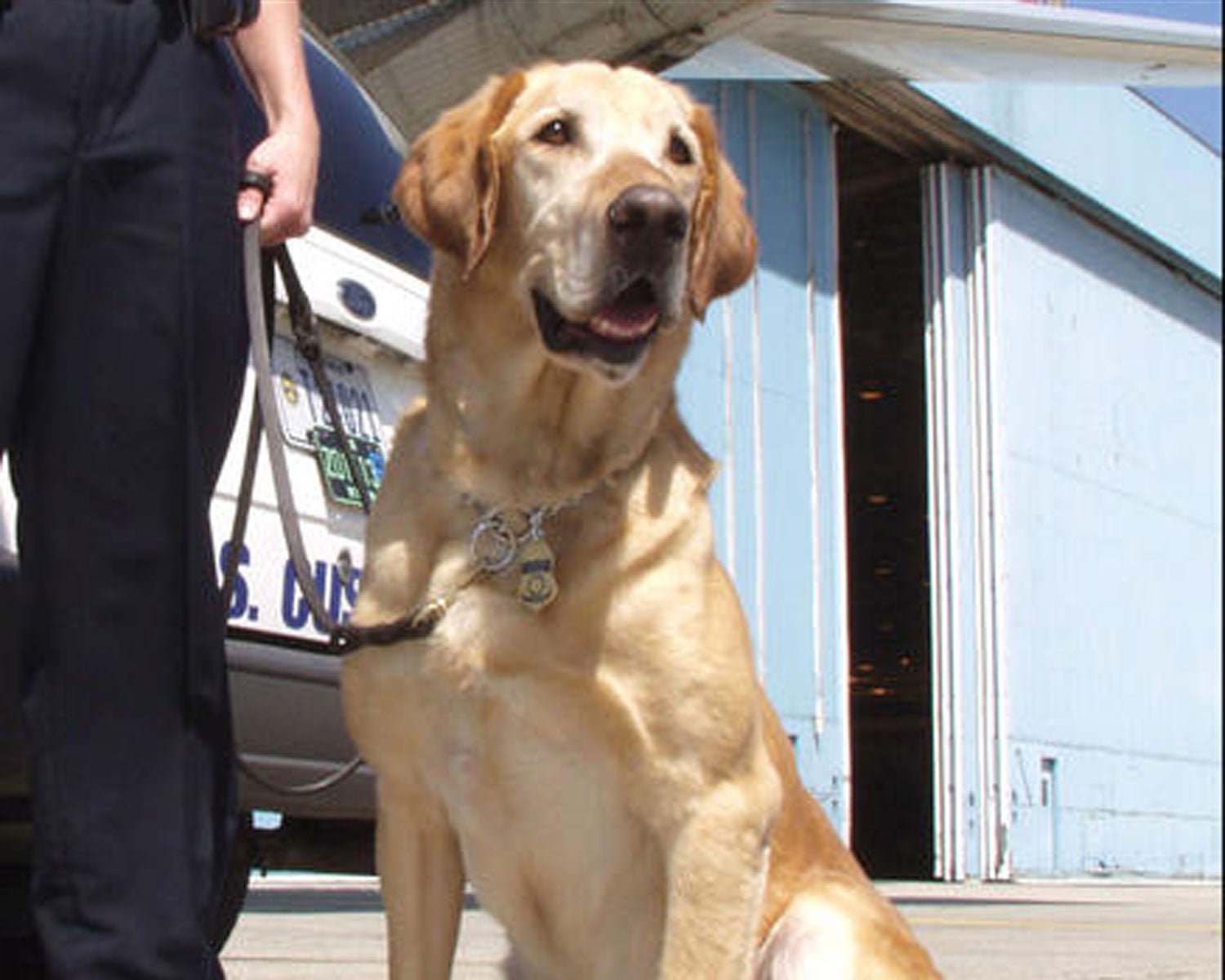 Dog Does Drugs: Cocaine in canine, N.M. woman wants pet back - CBS News