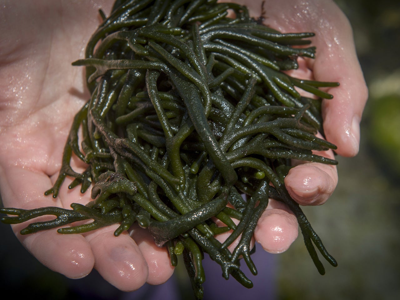 Seaweed: The next big food crop? - CBS News