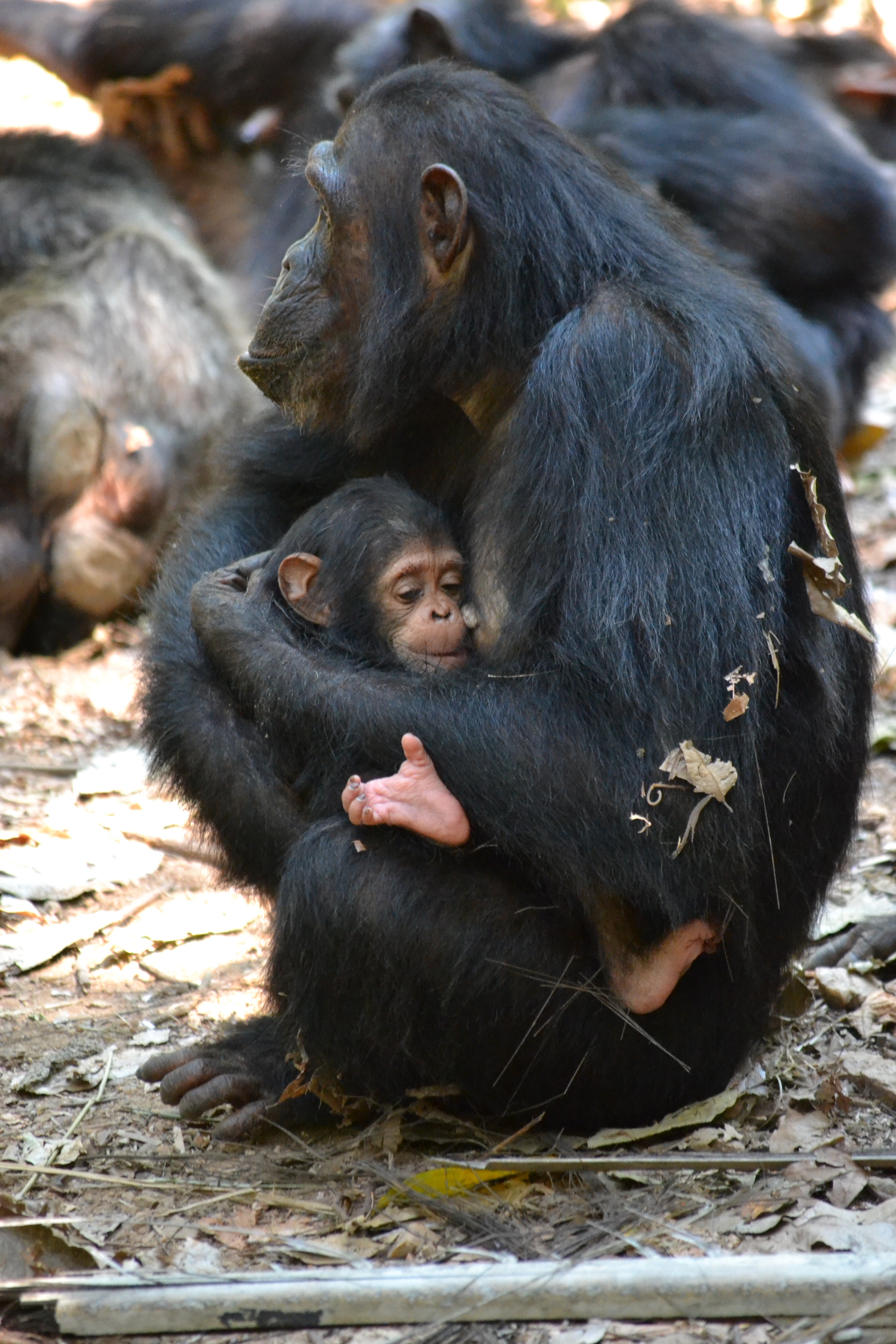 Mother chimps are more social with sons than with daughters - CBS News