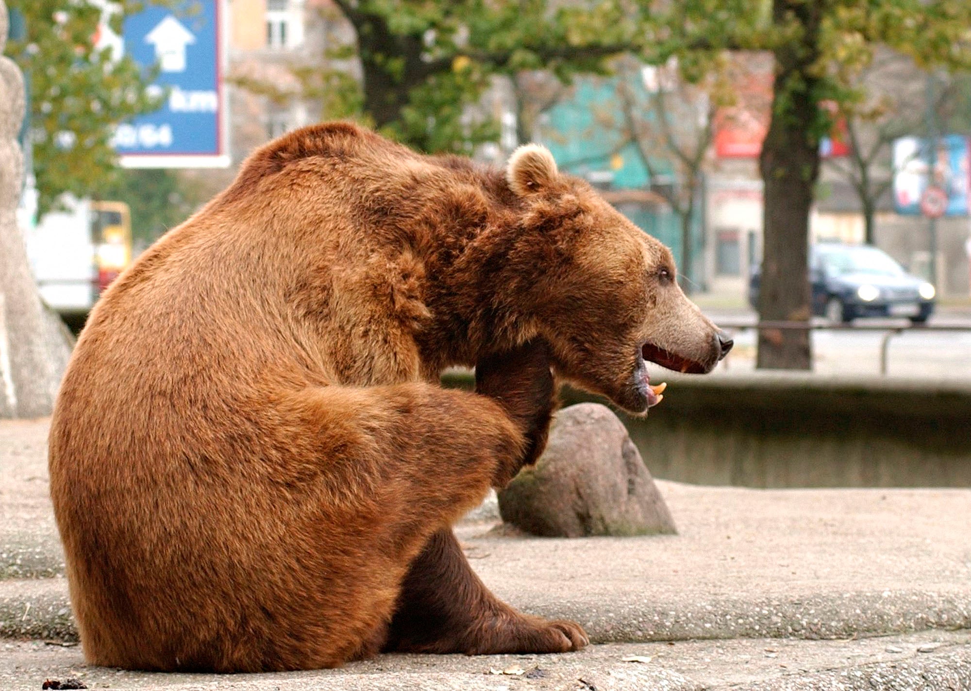 Fight with bear in Warsaw zoo "could have ended much worse" - CBS News