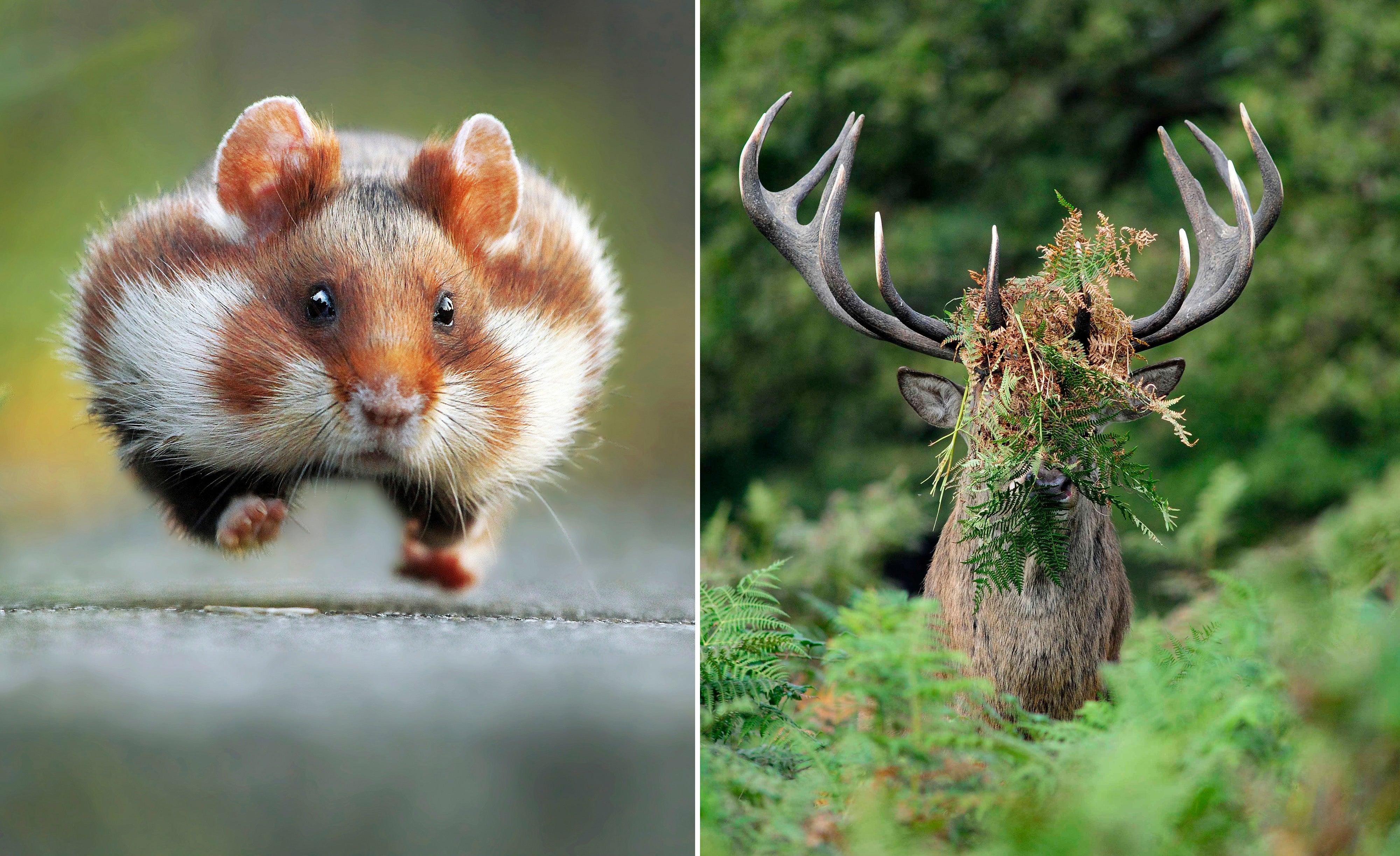 Hilarious Animals Hilarious Winners Of The Comedy Wildlife Hilarious Animals Hilarious Winners Of The Comedy Wildlife