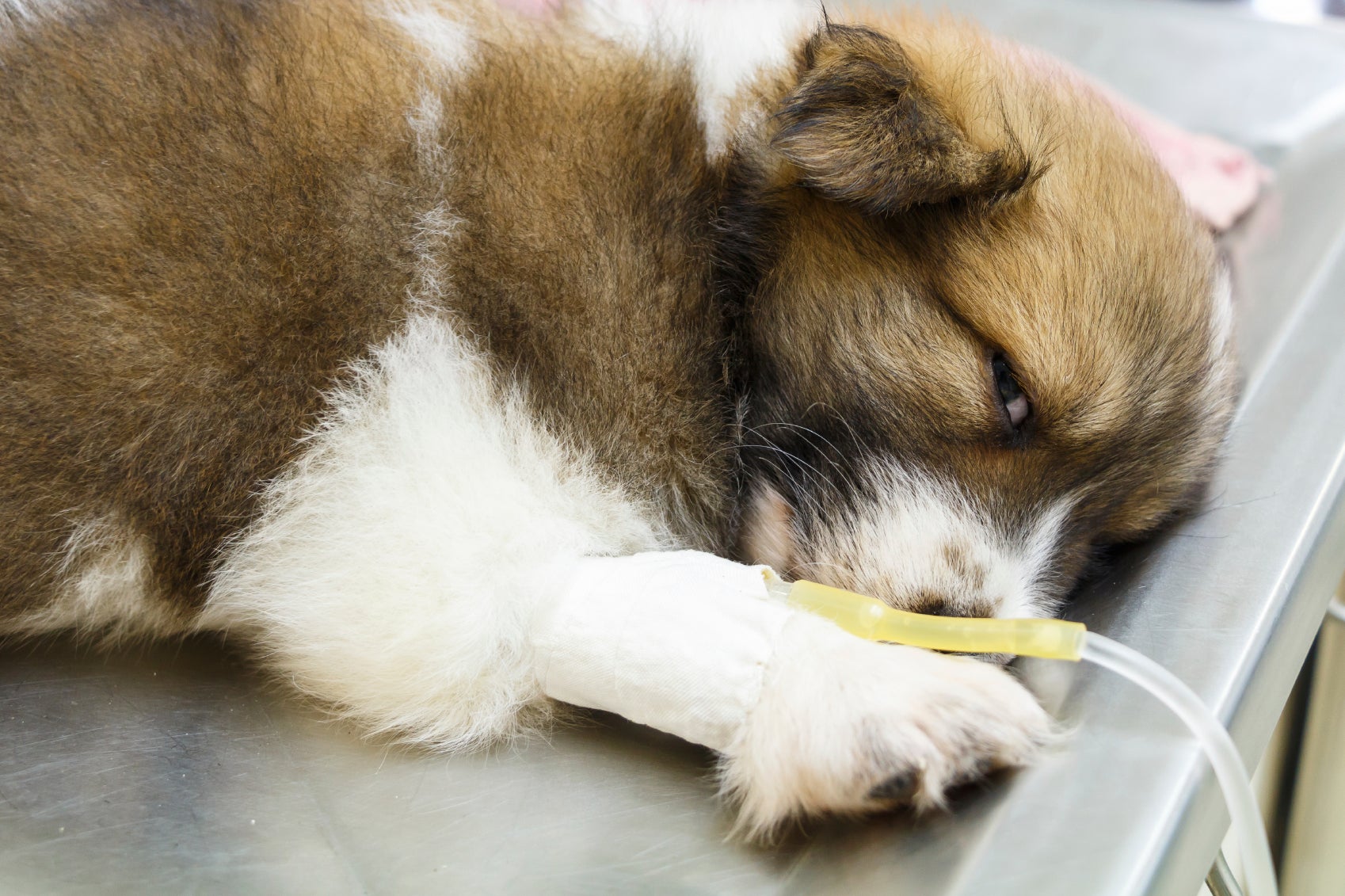 The 7 Foods Most Likely To Make Your Pet Sick CBS News