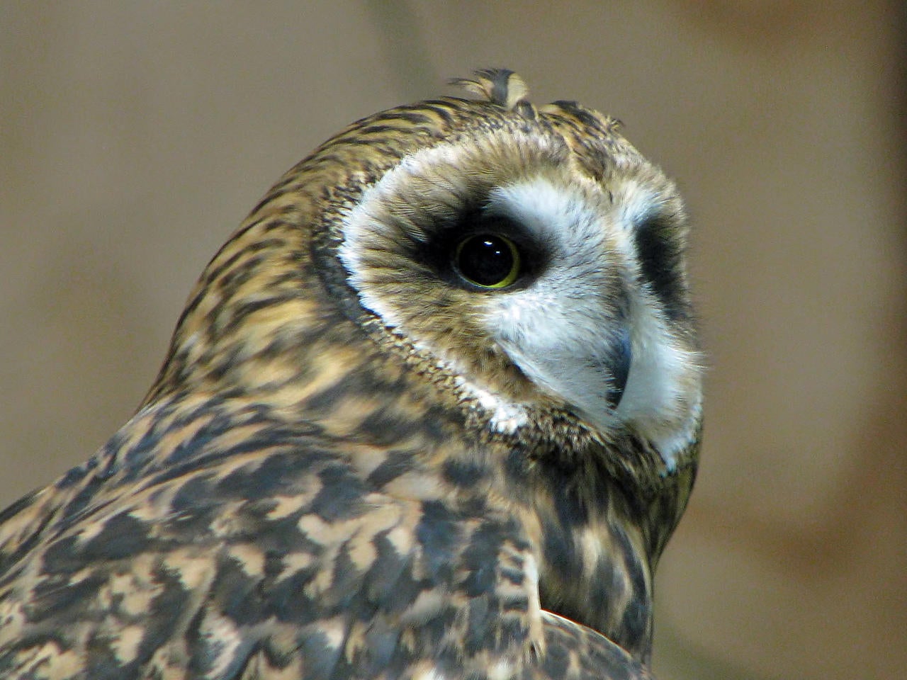 Nature up close: Short-eared Owls - CBS News