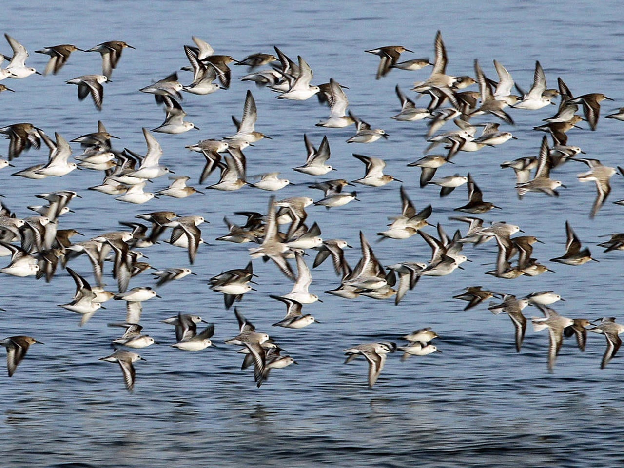 Nature up close: Shorebirds - CBS News