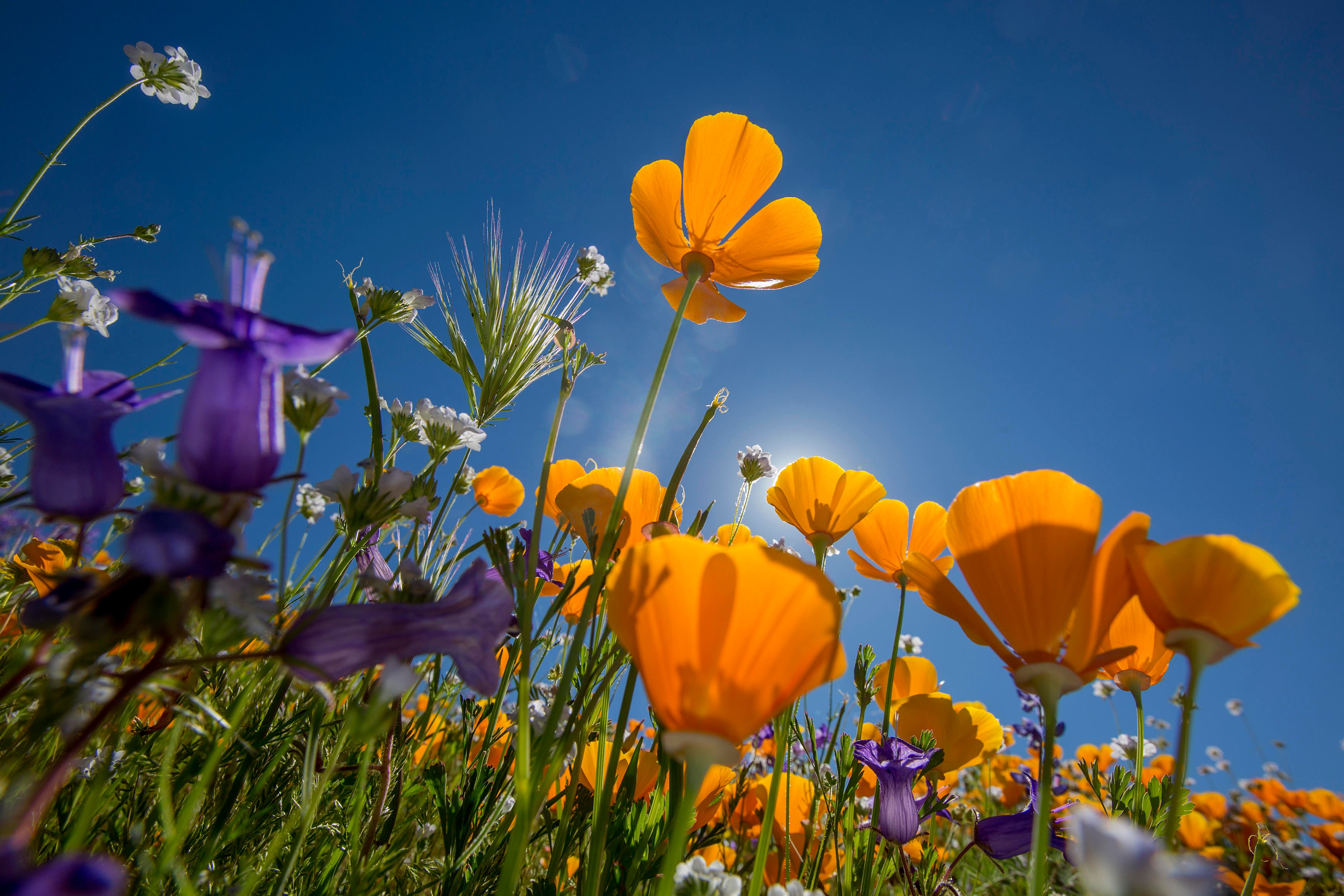 Diamond Valley Lake In California Super Bloom Spectacular Spring