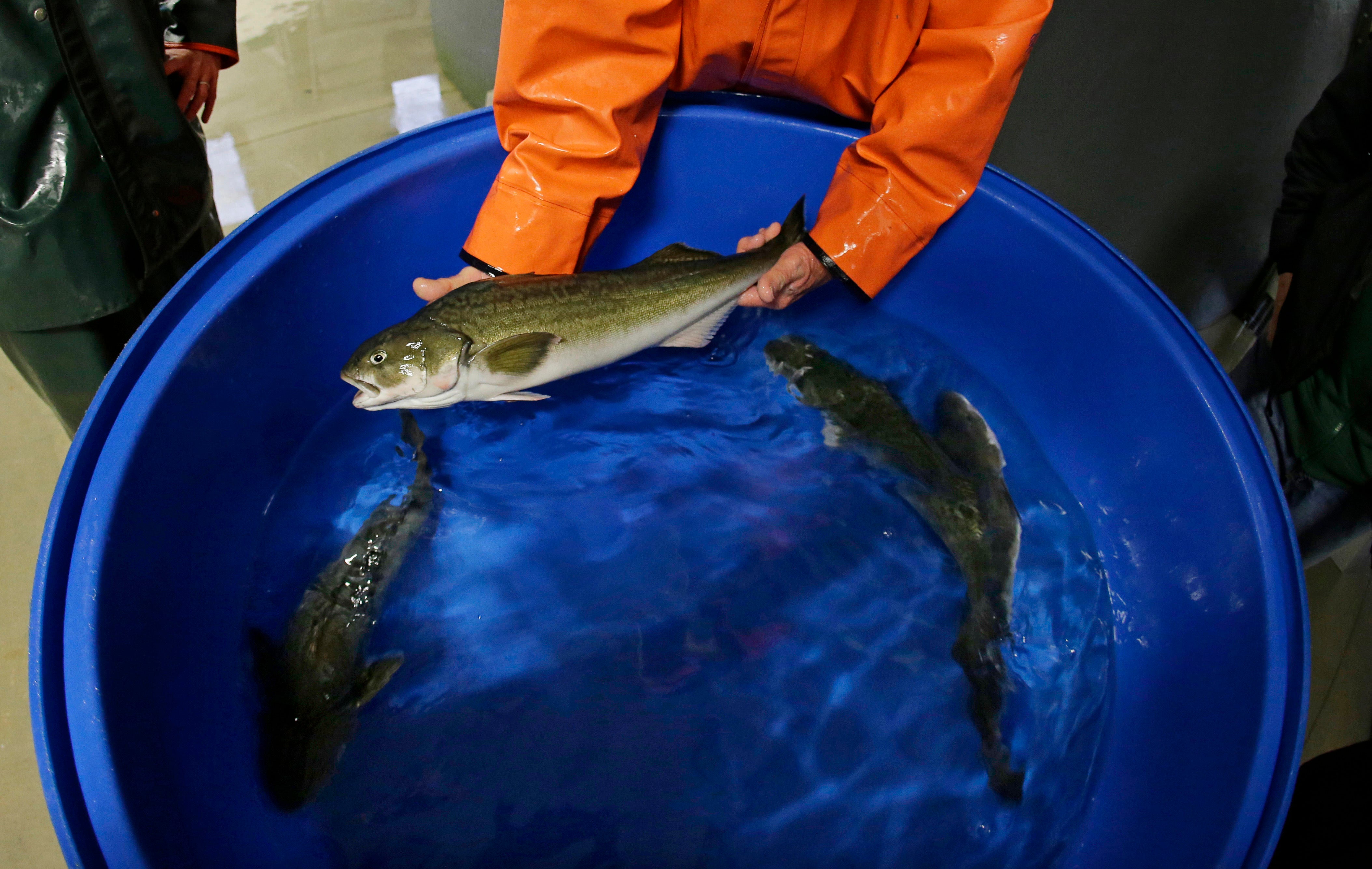 How to feed growing seafood demand? Scientists get creative - CBS News
