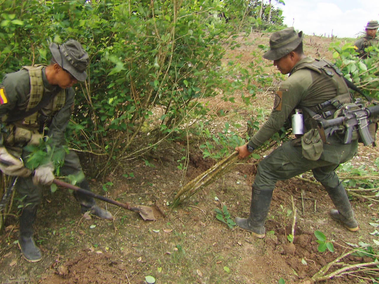 Inside Colombia's efforts to stem cocaine production, one coca plant at ...