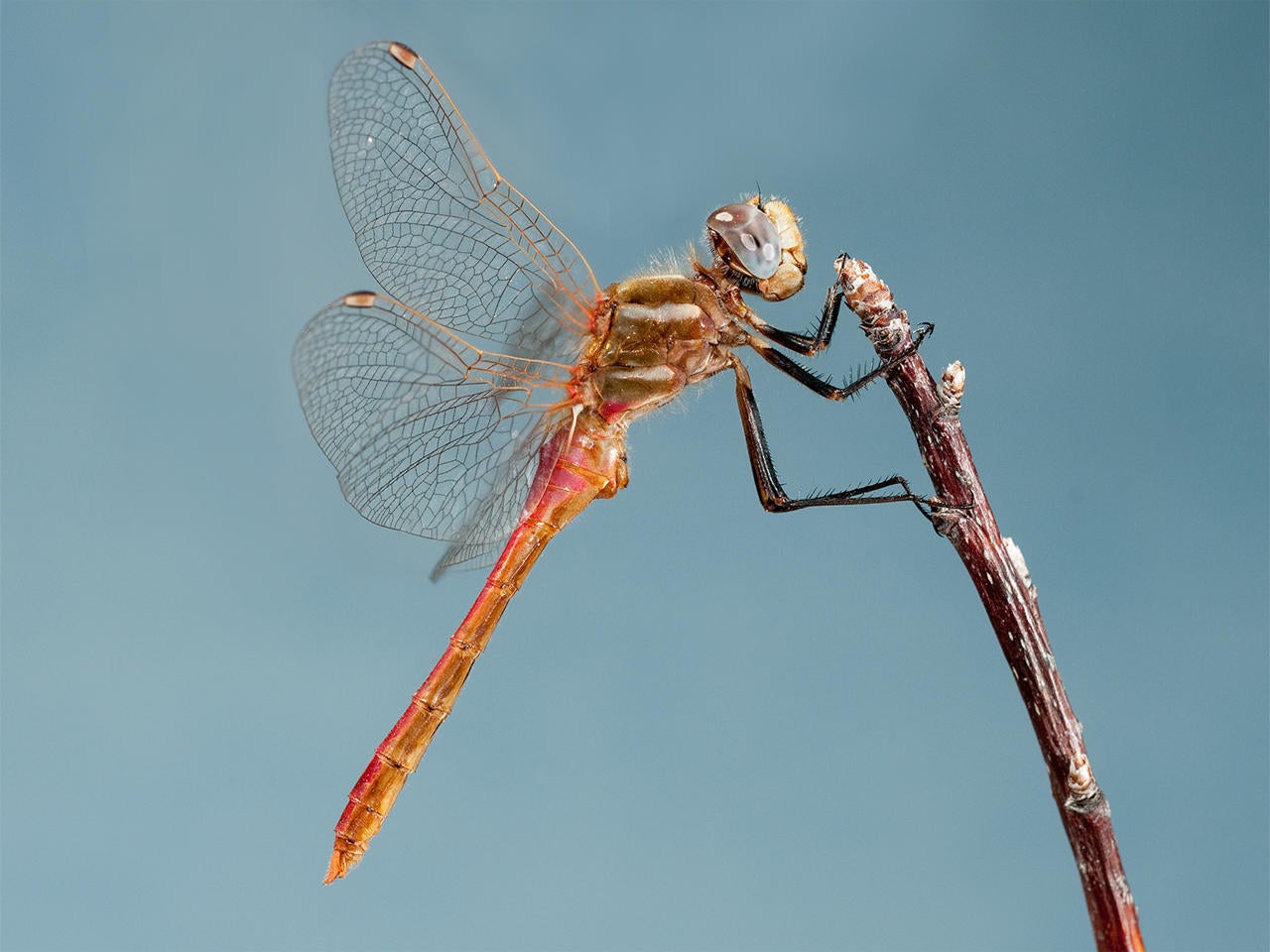 Nature up close: Dragonflies - CBS News