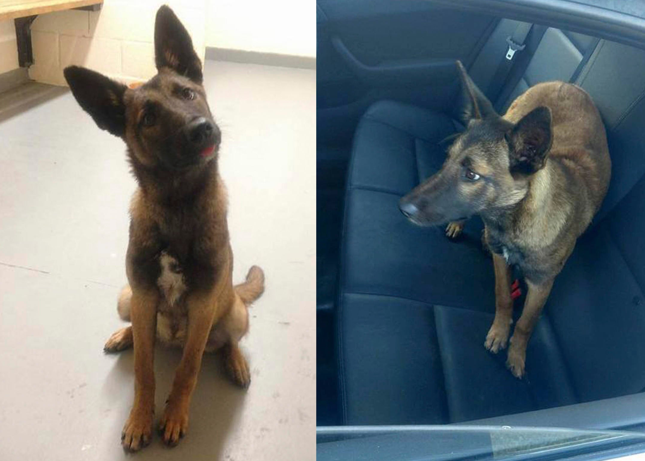 Police: German shepherd on highway didn't want to leave dead dog's side ...