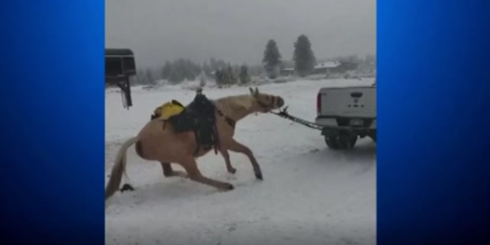 Horse dragged by truck leads to animal abuse investigation in Grand ...