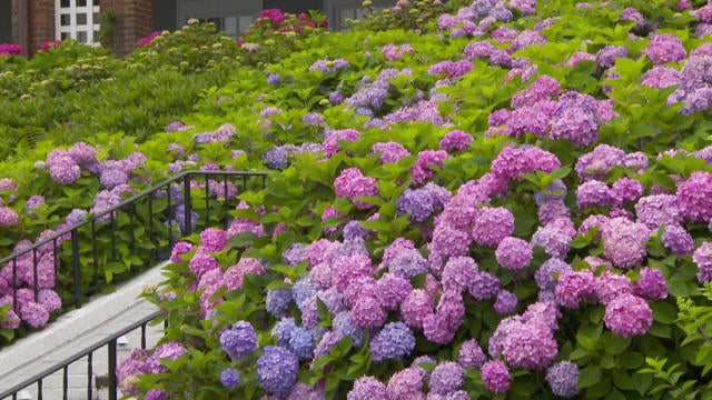 Hydrangeas For Sunny Locations