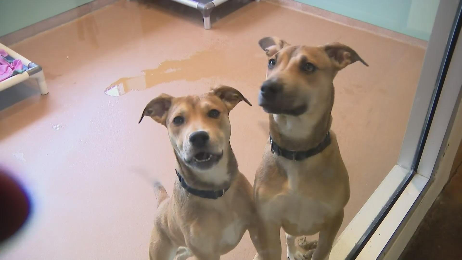 PAWS Chicago's Adopt-a-Thon is underway - CBS Chicago