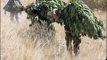 Wash. Marijuana Harvest Sets Record - CBS News