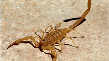 Girl Stung By Scorpion At Wal-Mart - CBS News
