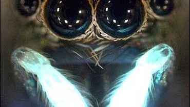Glowing Mates Put Twinkle In Spiders' Eyes - CBS News