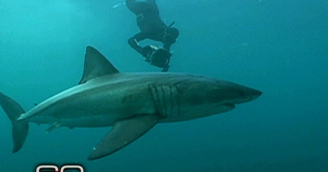 The Sharkman - CBS News