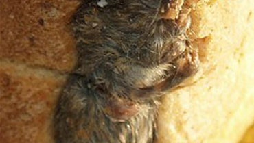 Man Finds Dead Mouse in Loaf of Bread - CBS News