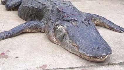 Mo. police shoot alligator twice...but that gator wasn't real - CBS News