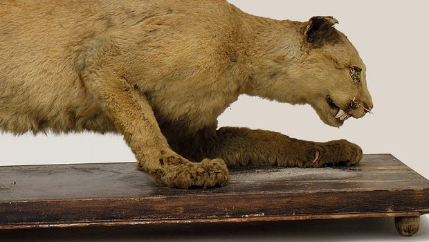 Eastern cougar declared officially extinct - CBS News
