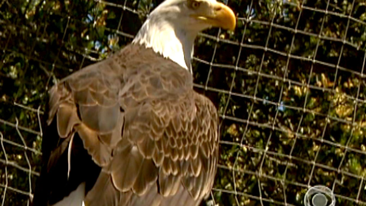After DDT scourge, bald eagles return to Catalina - CBS News