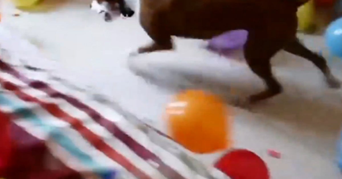 Two hilarious videos of dogs behaving badly - CBS News