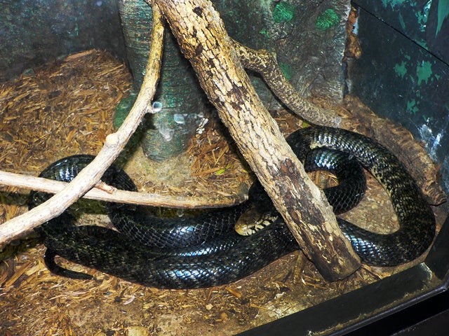 Snake! 15 deadliest serpents - CBS News