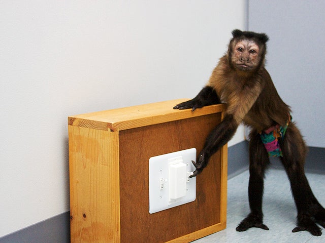 Therapy animals: Doggie docs, horse helpers, and more