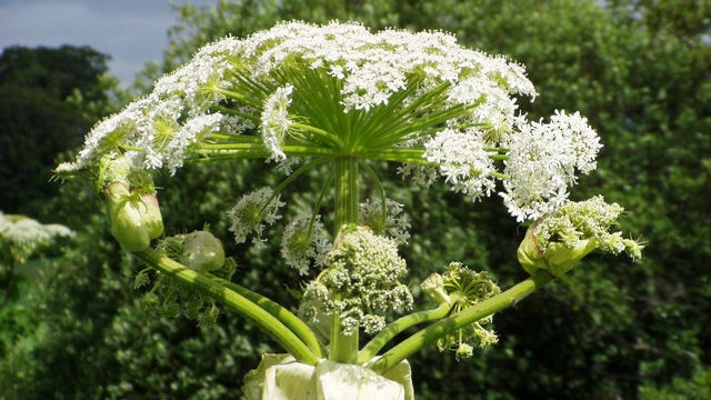Dangerous giant hogweed found in Michigan - CBS News