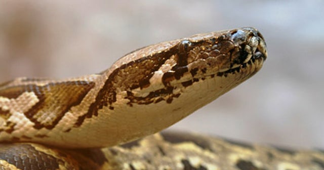 Snakes on a plane: Texas man smuggles 7 live serpents - CBS News