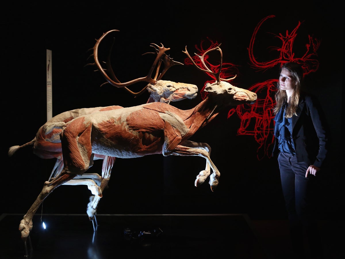 "Animals Inside Out" unveiled in London - CBS News