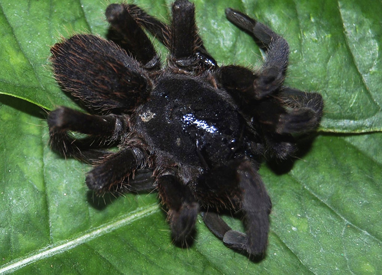 The world's most dangerous spiders (WARNING GRAPHIC IMAGES) - CBS News