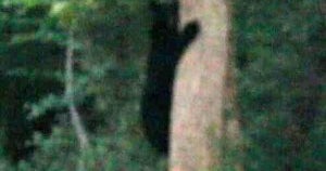 Cape Cod bear captures residents' imaginations - CBS News