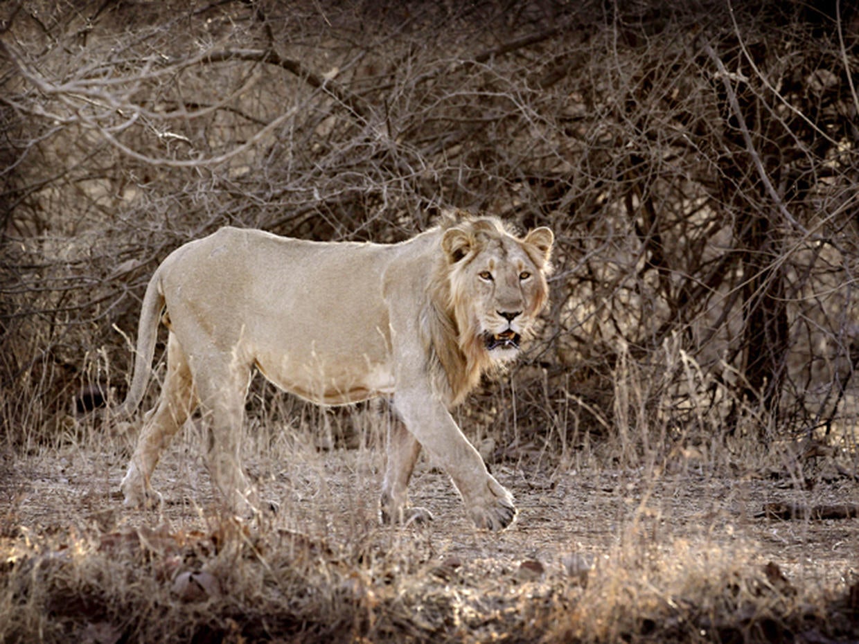 Last lions in India - Photo 1 - Pictures - CBS News