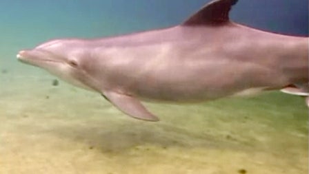 Check out this incredible footage of a dolphin giving birth - CBS News