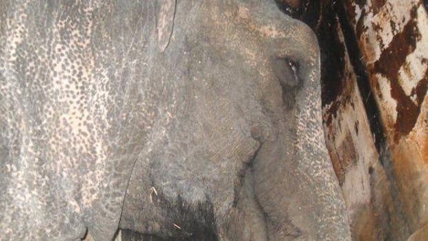 Elephants saved from Siberian cold with vodka, Russian circus trainers ...