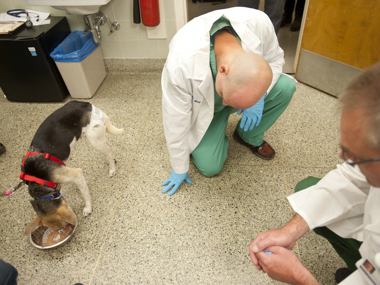 Hero dog Kabang gets new nose